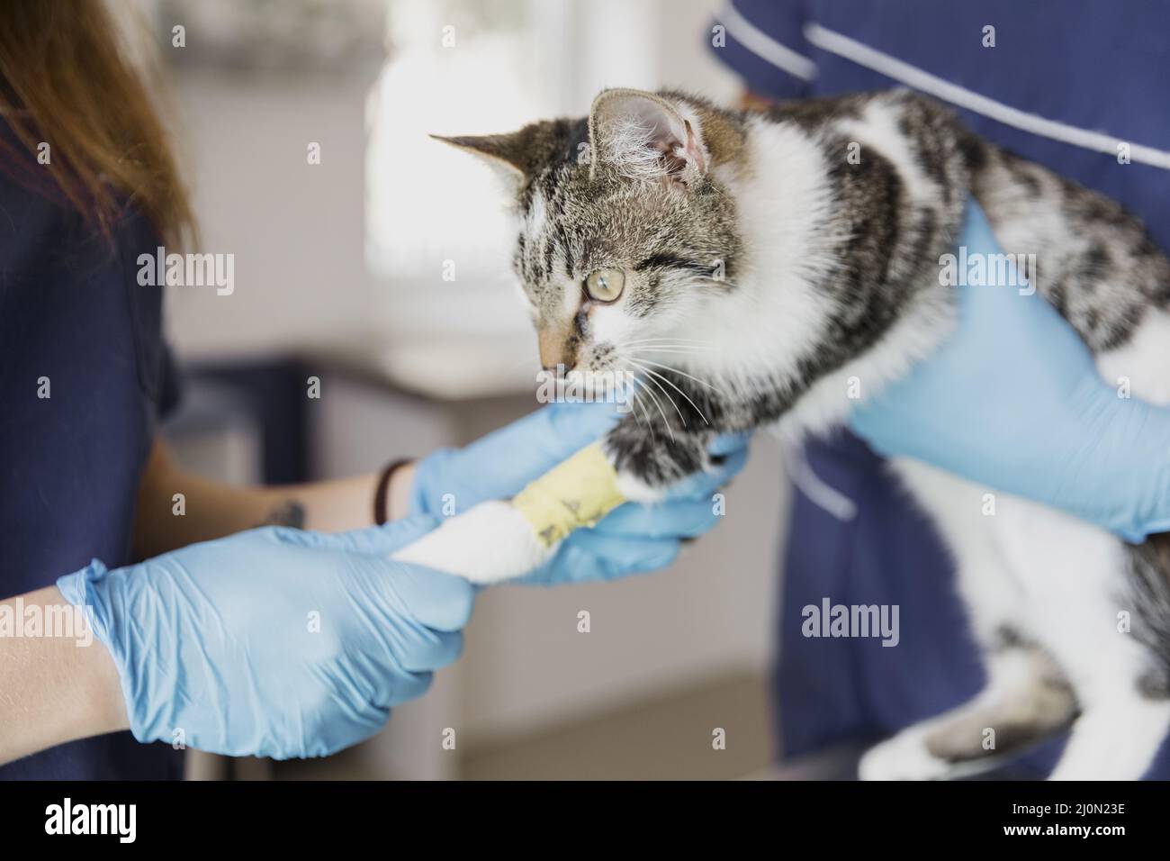 Close up veterinarians helping cat Stock Photo - Alamy