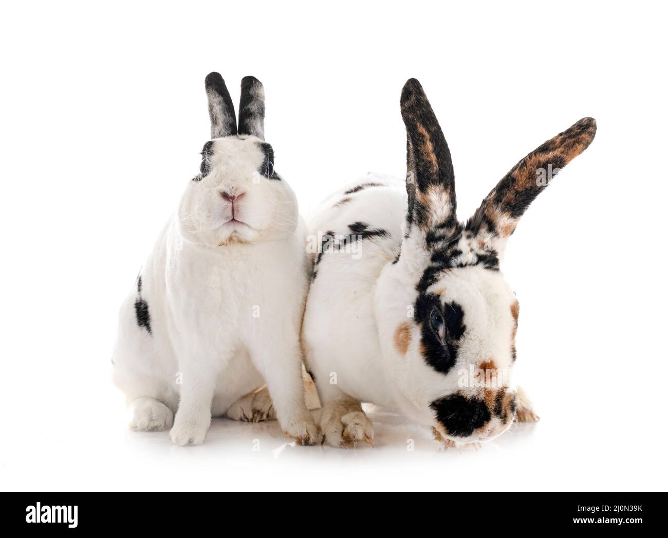 Rex rabbits in front of white background Stock Photo - Alamy