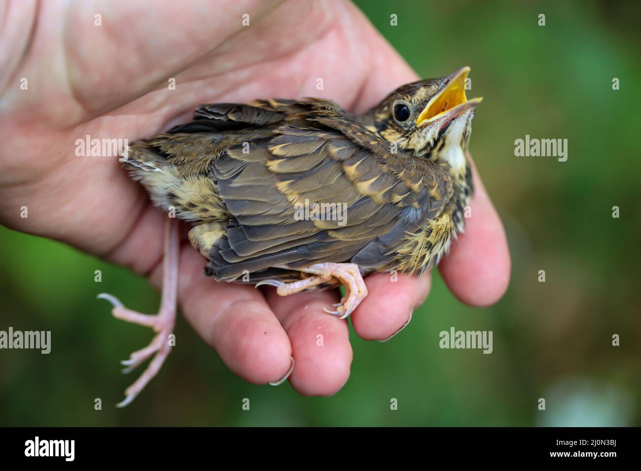 A baby thrush, little song thrush. Close up of a thrush Stock Photo - Alamy