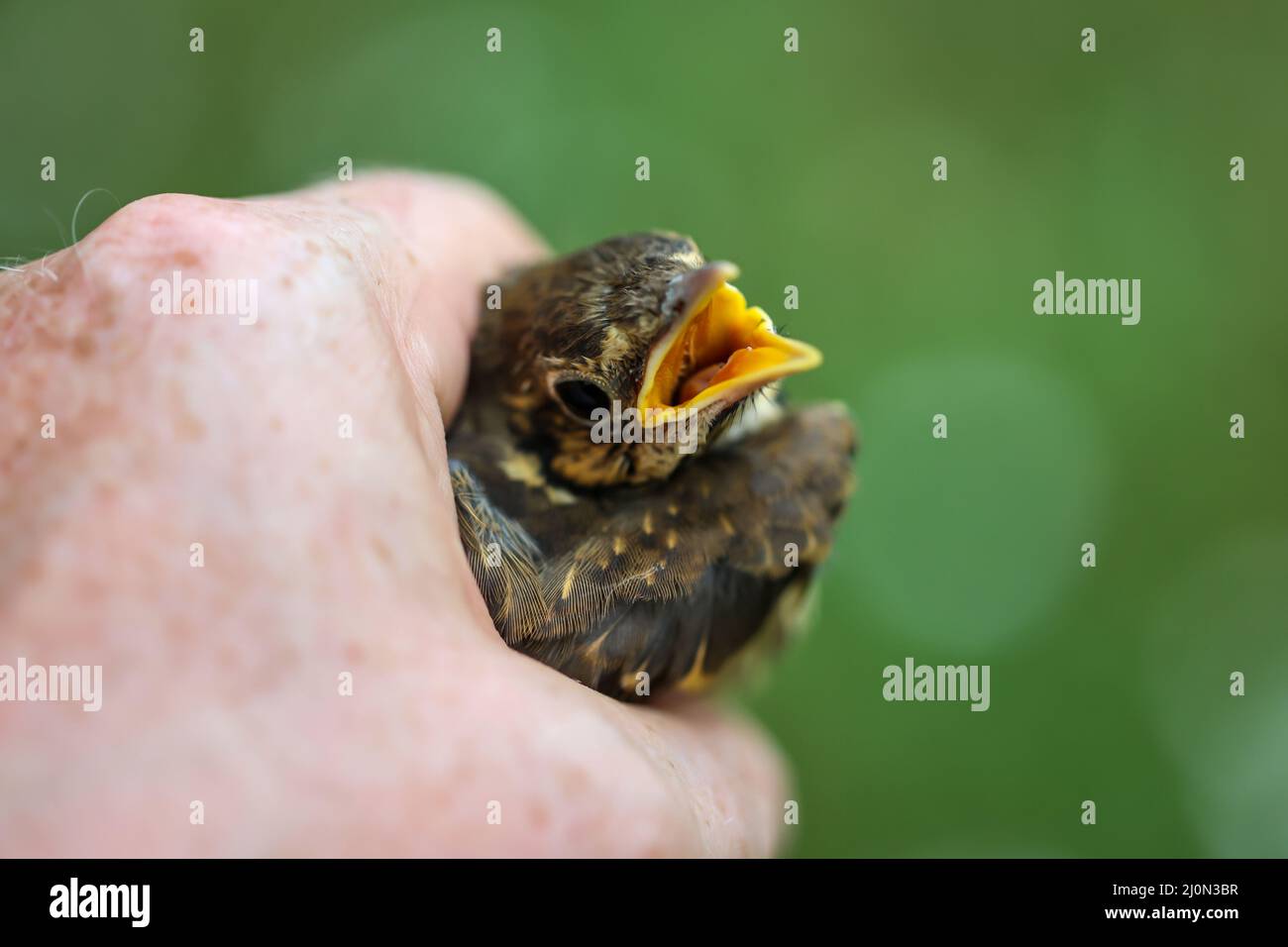 A baby thrush, little song thrush. Close up of a thrush Stock Photo - Alamy
