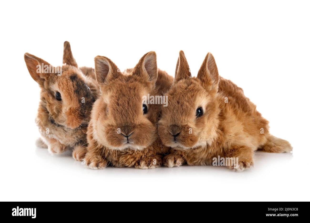 Rex rabbits in front of white background Stock Photo - Alamy