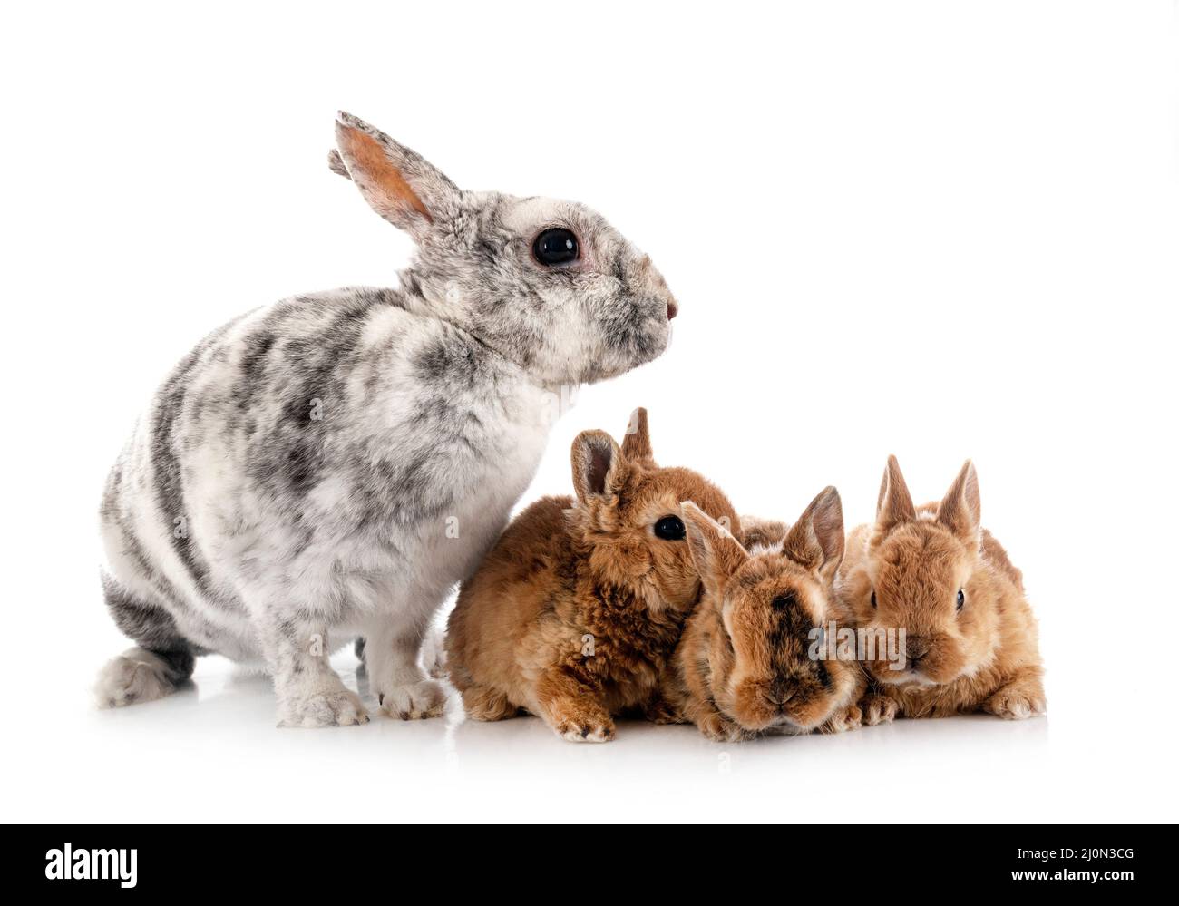 Rex rabbits in front of white background Stock Photo - Alamy