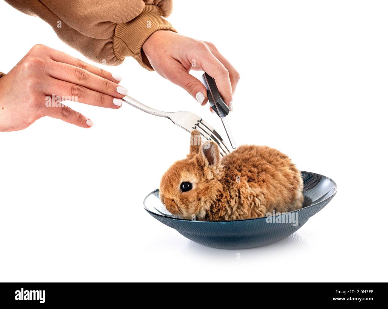 Rex rabbit in plate in front of white background Stock Photo - Alamy