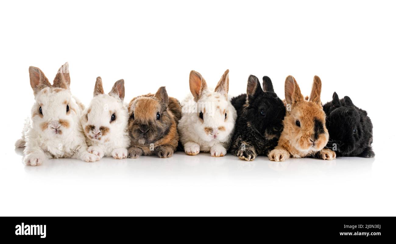 Rex rabbits in front of white background Stock Photo - Alamy