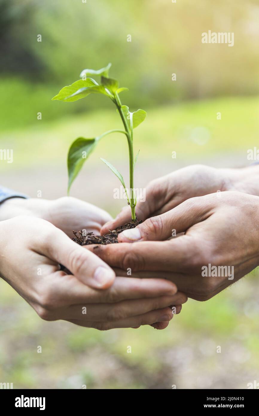 Crop hands holding sapling (1 Stock Photo - Alamy