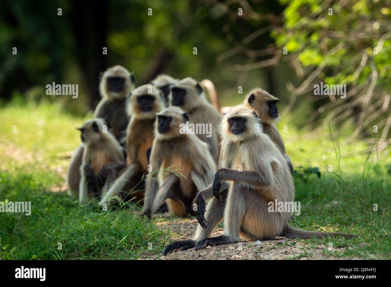 Primate bonding together hi-res stock photography and images - Alamy
