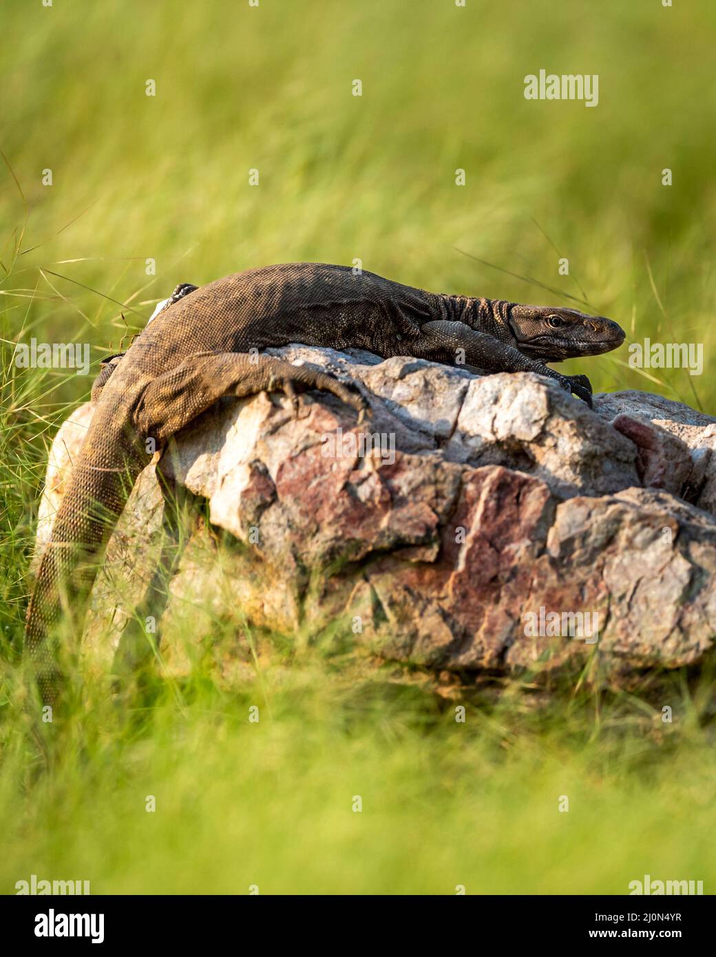 monitor lizard or bengal monitor or common indian monitor or varanus ...