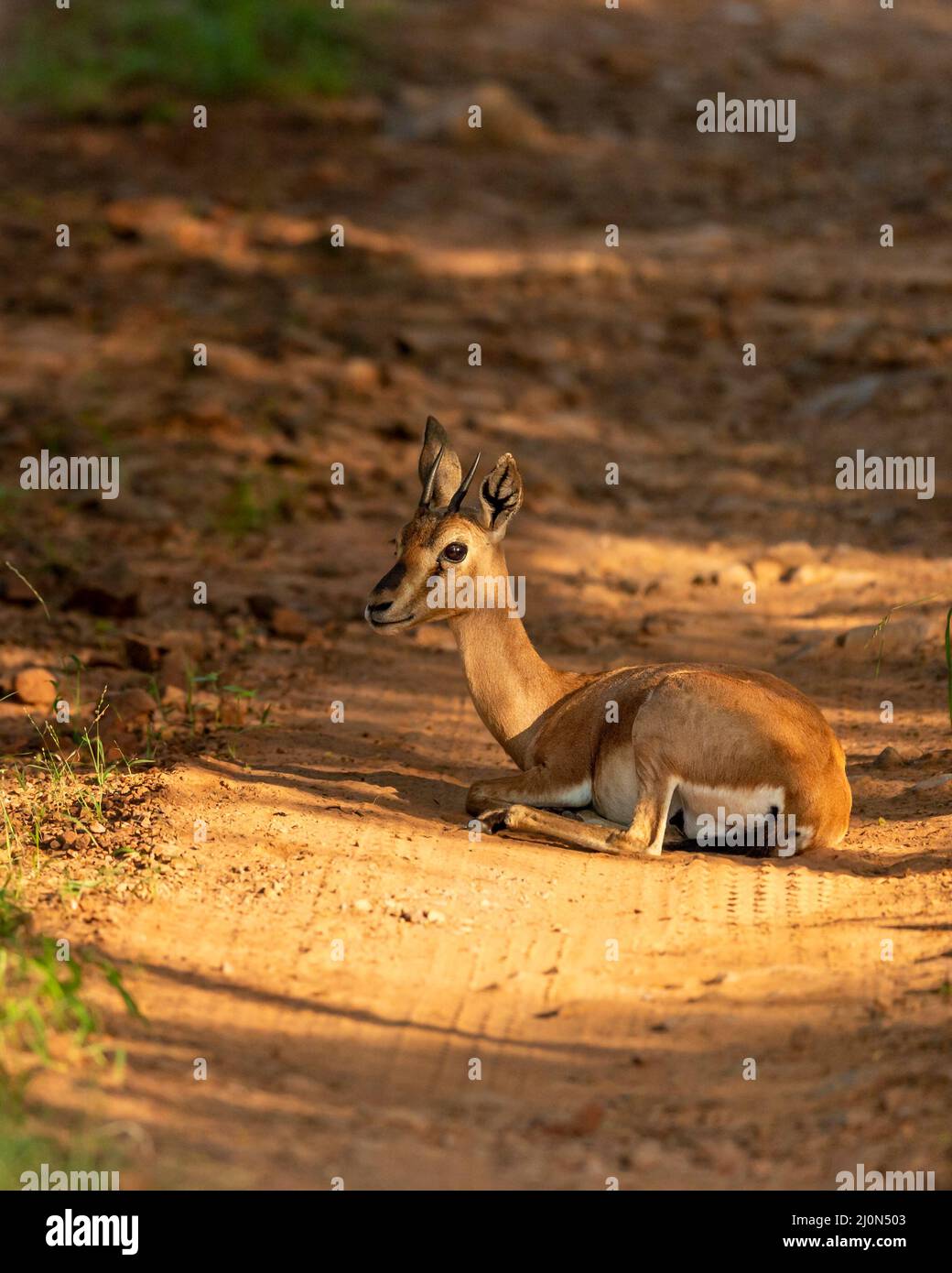 Chinkara or Indian gazelle Antelope animal roadblock resting on forest ...