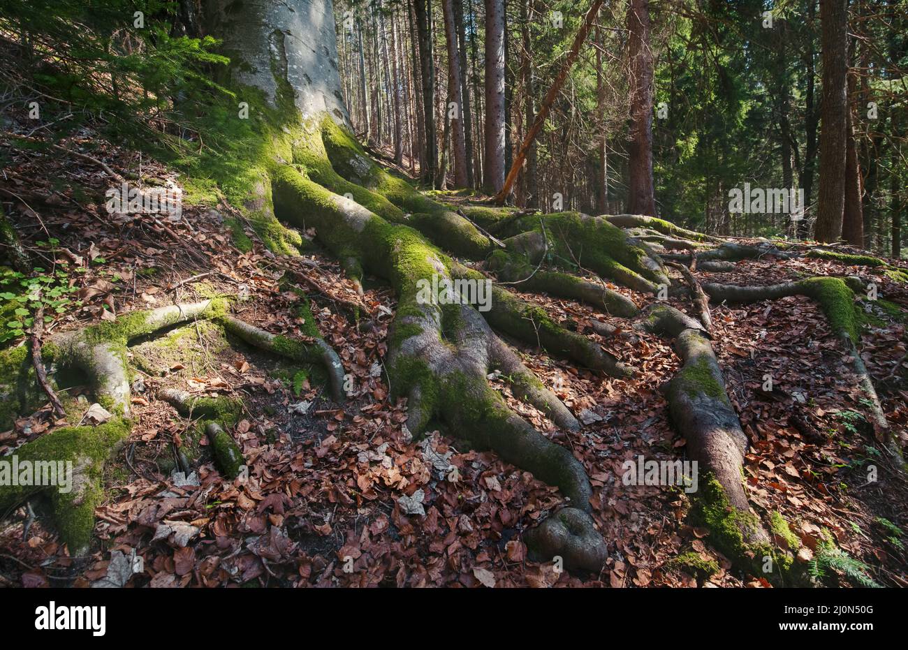 Alpine forest floor in partial shade with moss overgrown roots Stock ...