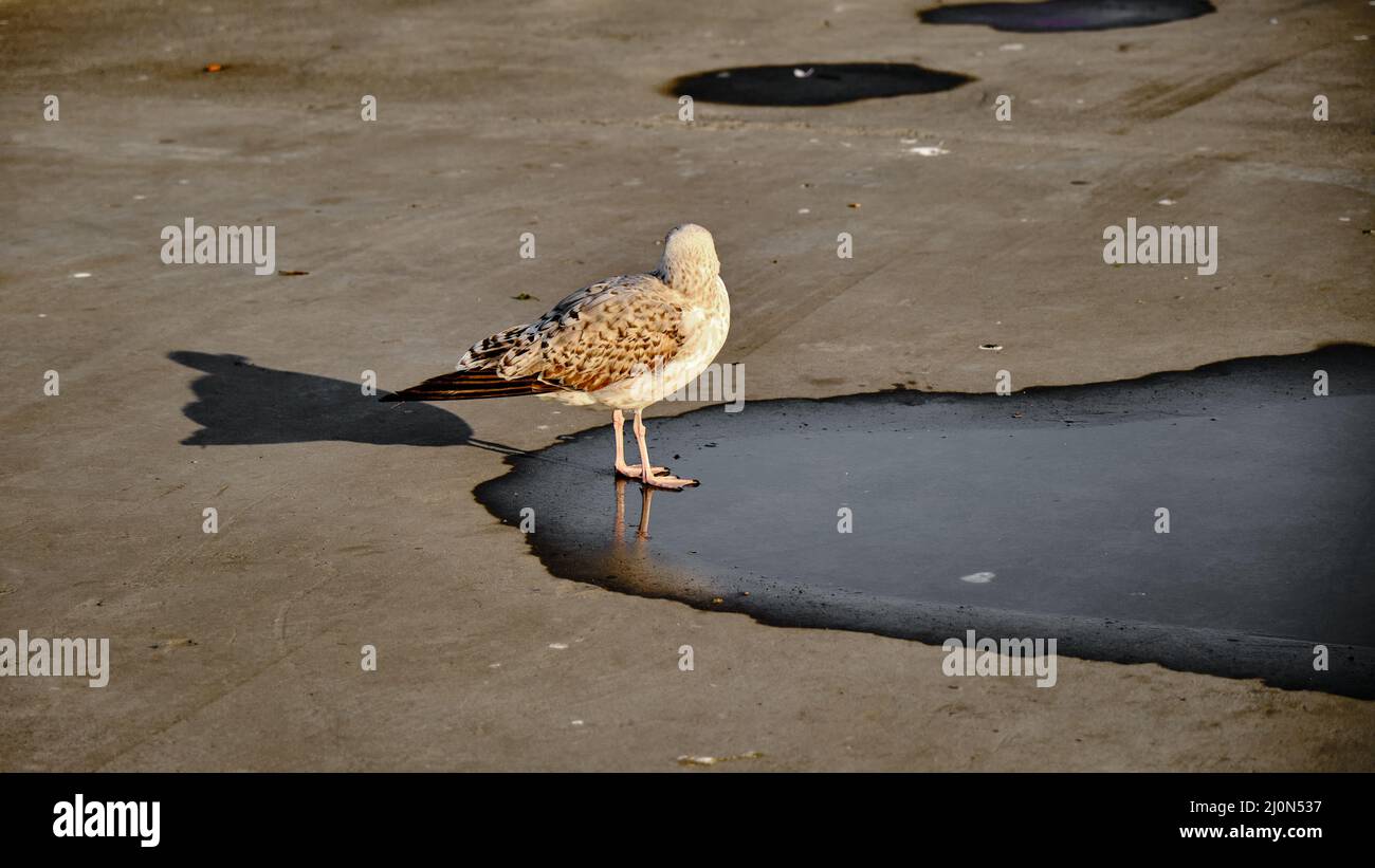 Single seagull, seagull landing at ground and puddle with shadow Stock ...