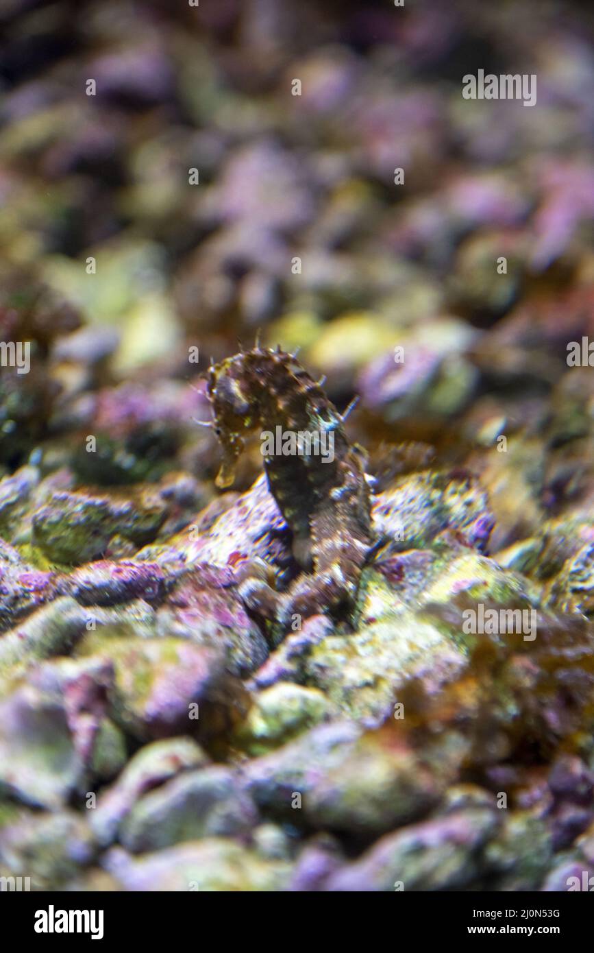 Vertical closeup of a Japanese or lemur-tail seahorse (Hippocampus ...