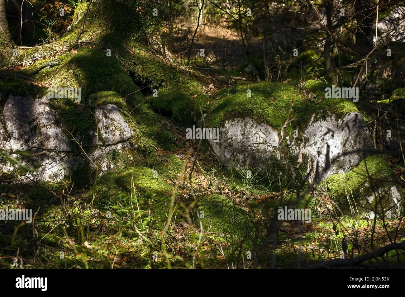 Alpine forest floor in partial shade with moss overgrown rocks Stock ...