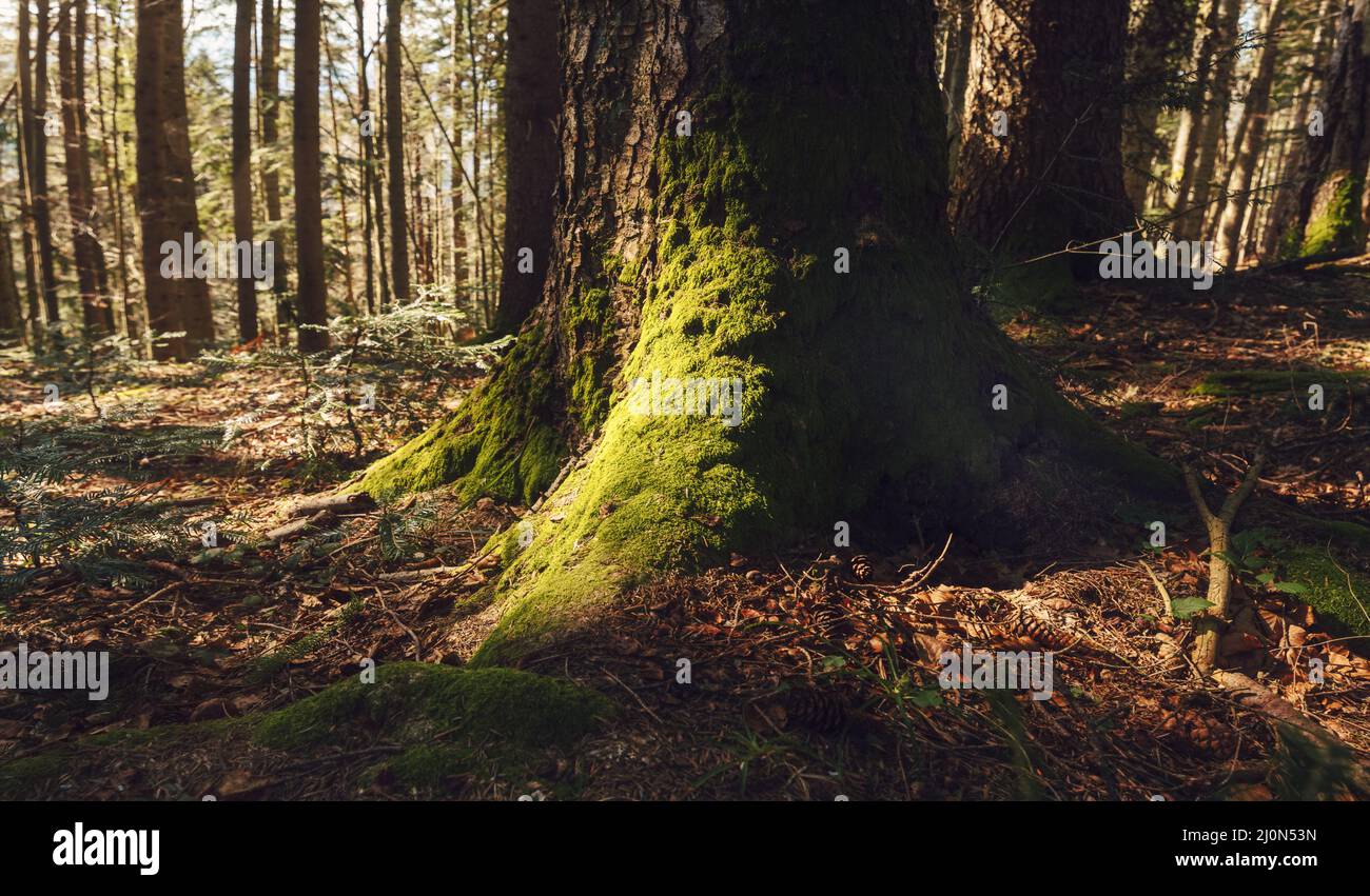 Alpine forest floor in partial shade with moss overgrown roots Stock ...