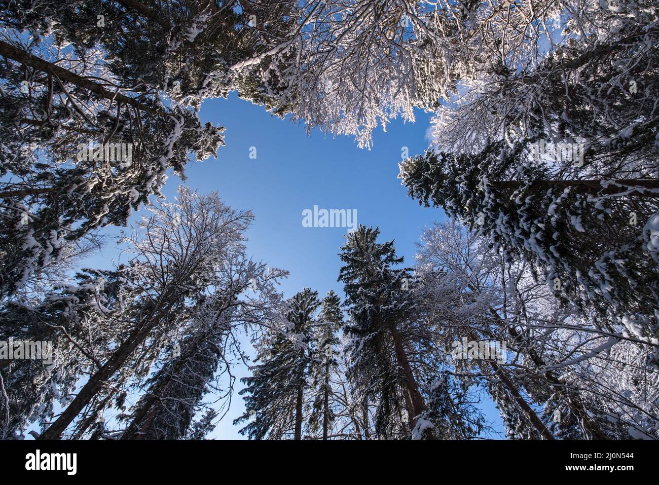Winter Forest landscape in worm's-eye view with frozen iced trees with ...
