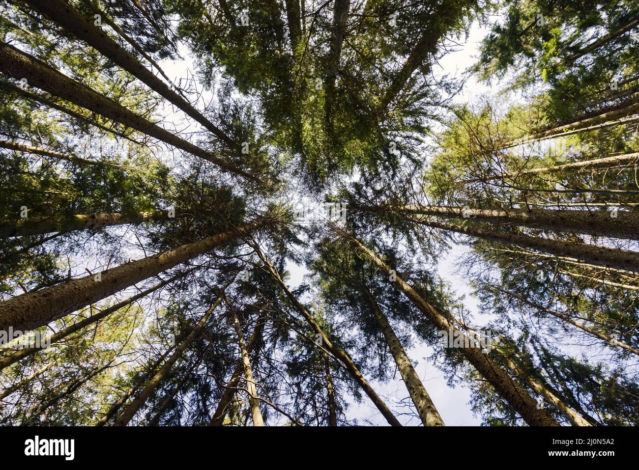 Summer Forest landscape in worm's-eye view with green trees in a circle ...