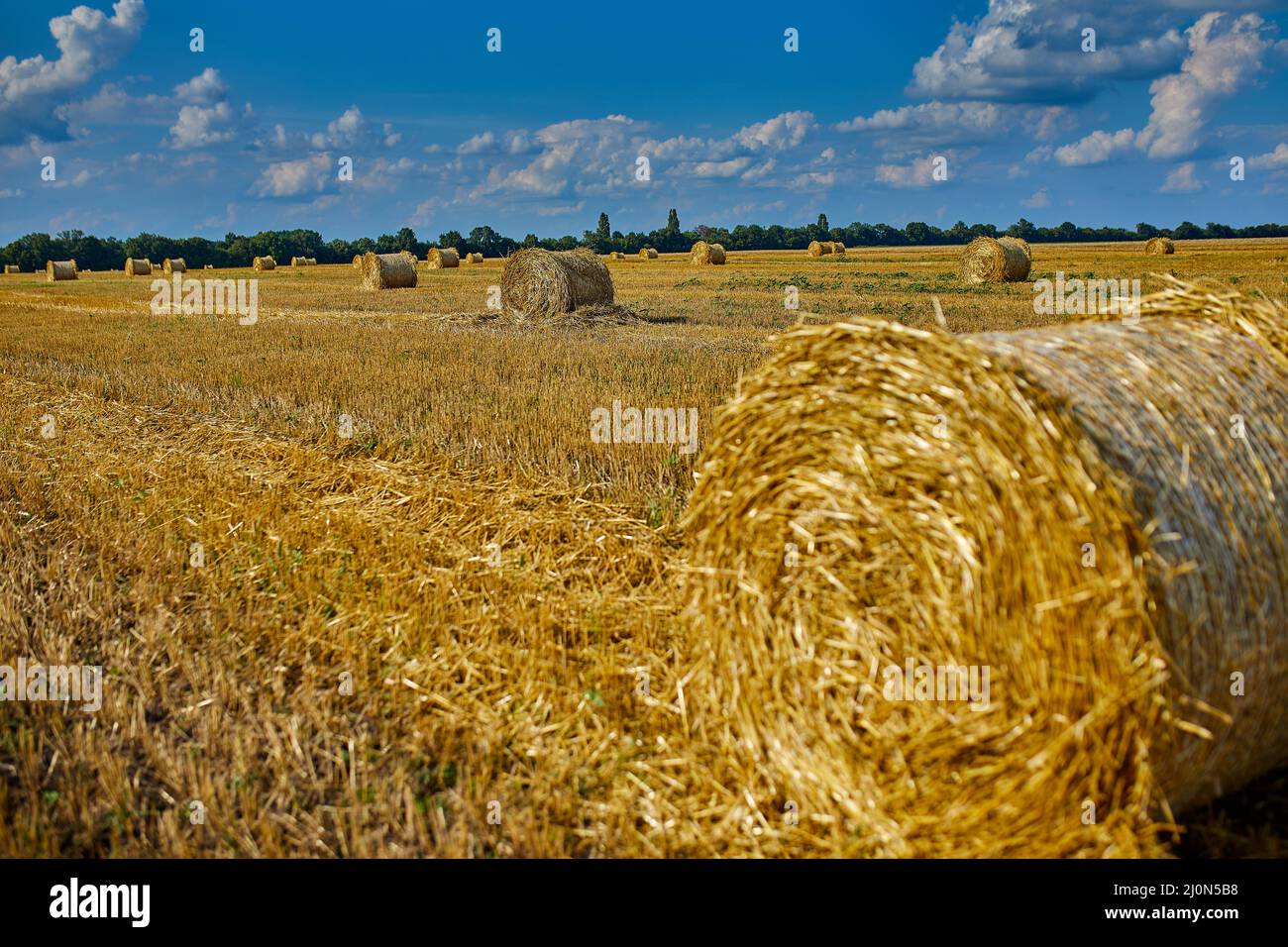 Hay, stacks bales with wheat, field after harvest with hay rolls ...