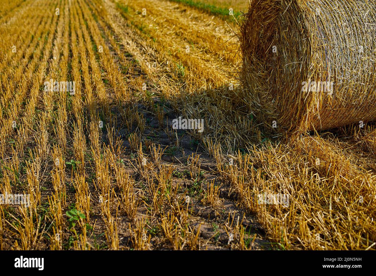 Hay, stacks bales with wheat, field after harvest with hay rolls ...