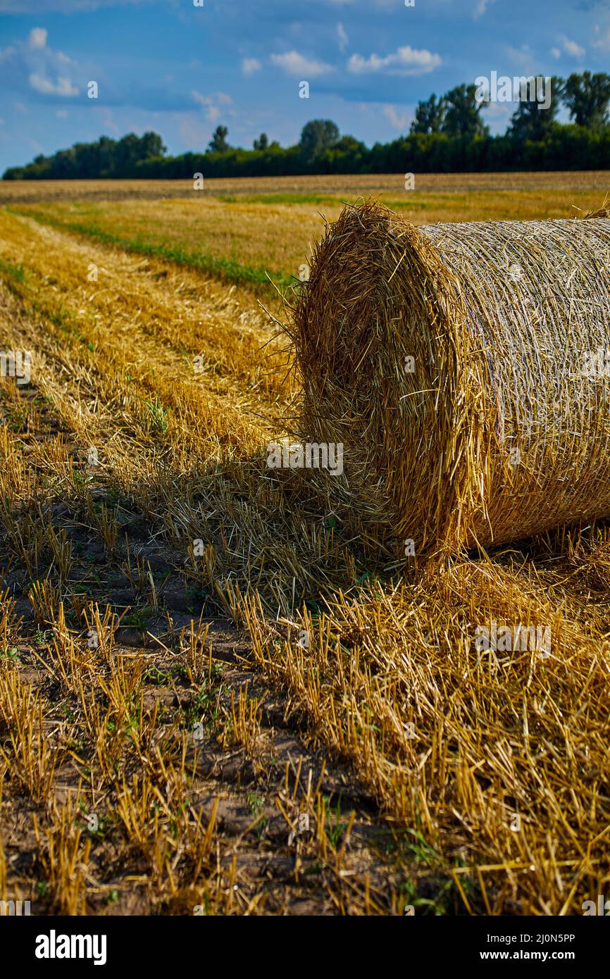 Hay, stacks bales with wheat, field after harvest with hay rolls ...
