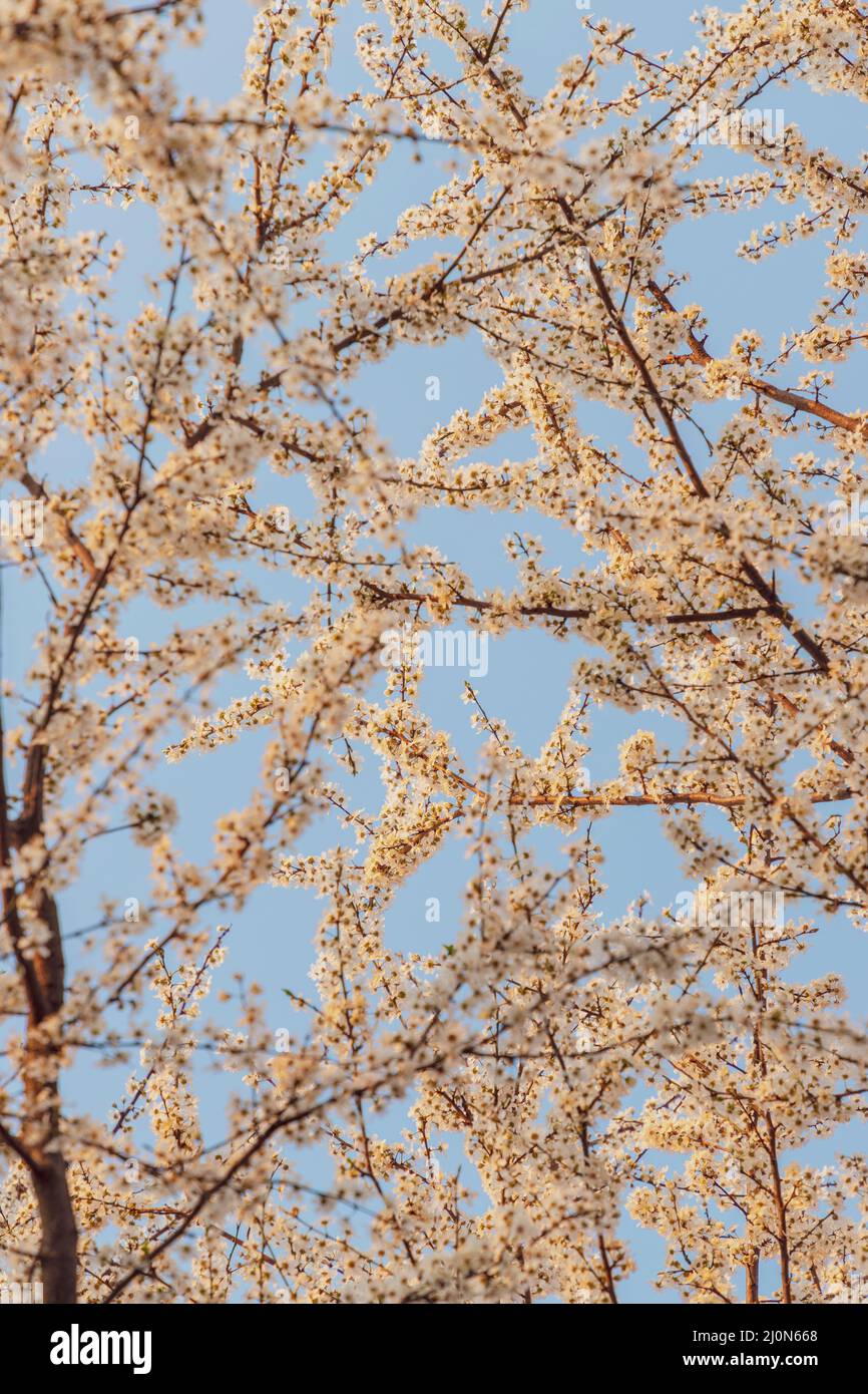 White cherry blossom tree in spring at sunrise Stock Photo - Alamy