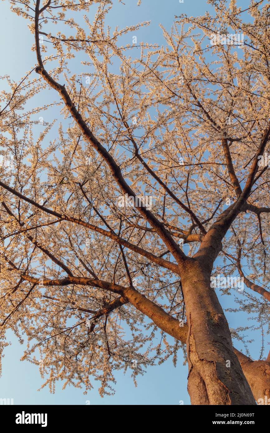 White cherry blossom tree in spring at sunrise Stock Photo - Alamy