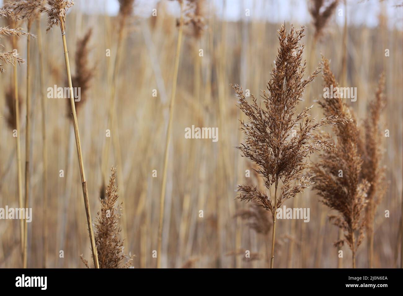 Wild wheat grasses and reeds growing in the fields Stock Photo - Alamy