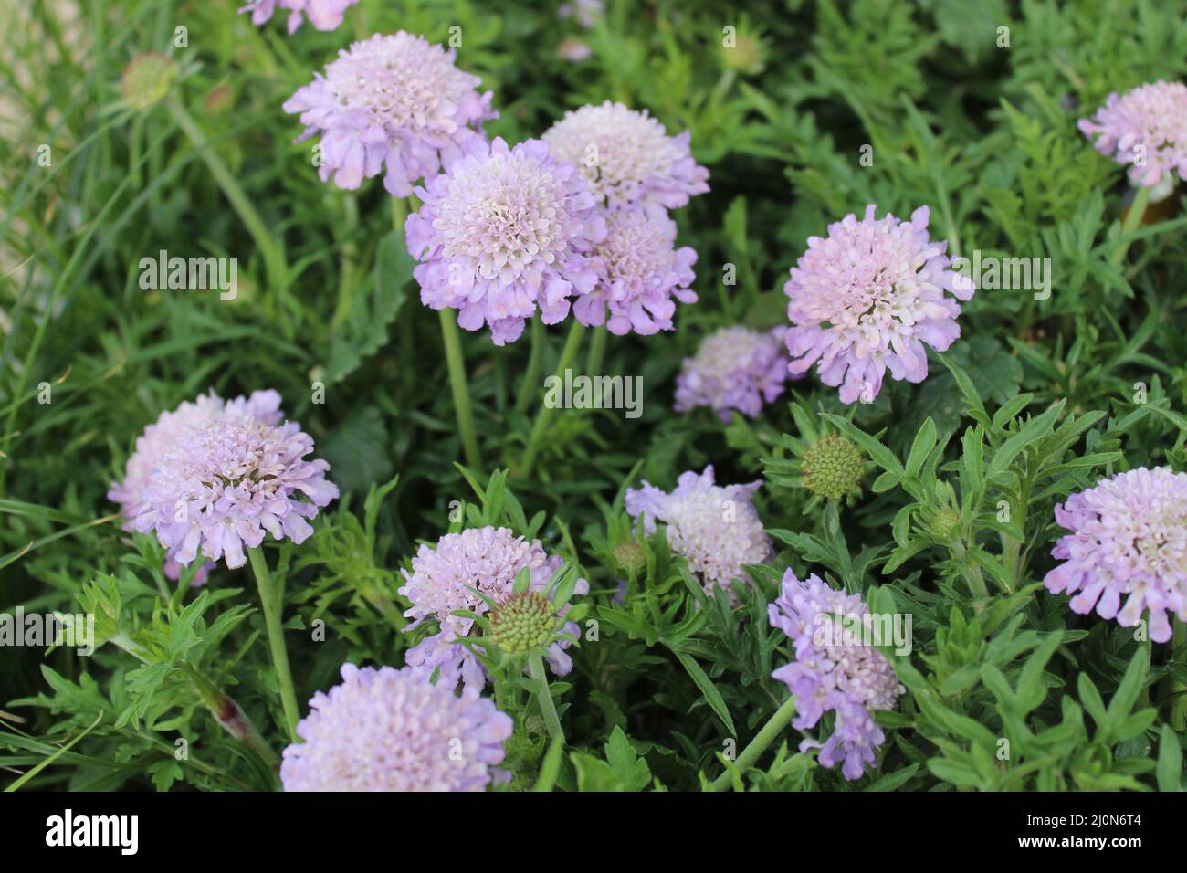 Widow flower hi-res stock photography and images - Alamy