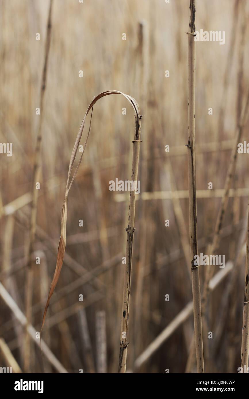 Reeds tall grasses garden hi-res stock photography and images - Alamy