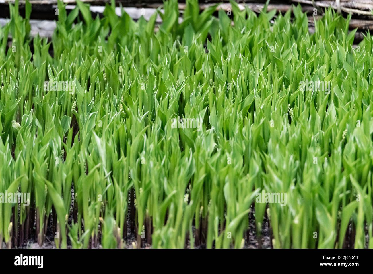 Densely growing lilies of the valley before flowering. Plants with ...