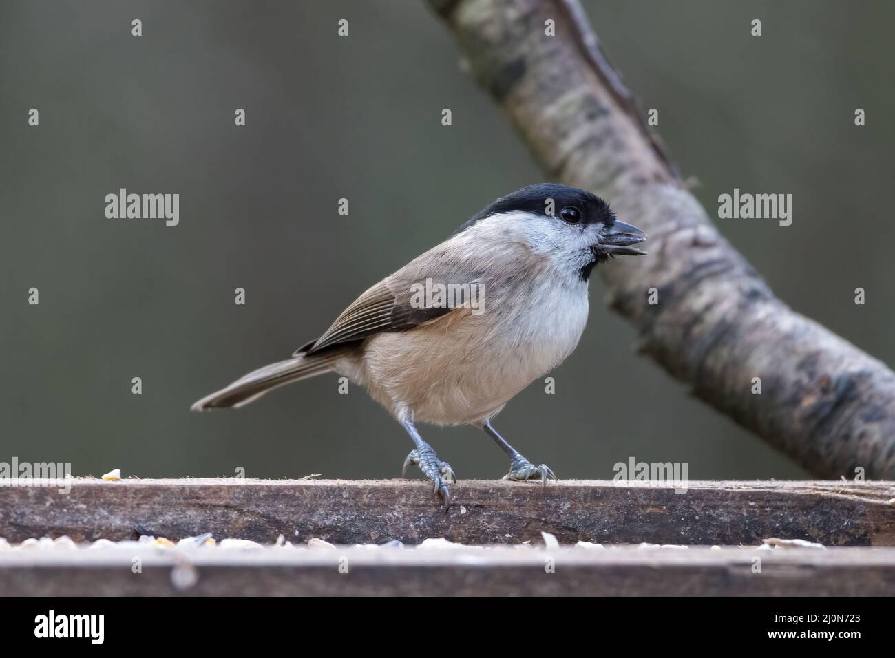 Blackcap (Sylvia atricapilla) foraging for food on a wooden seed tray ...
