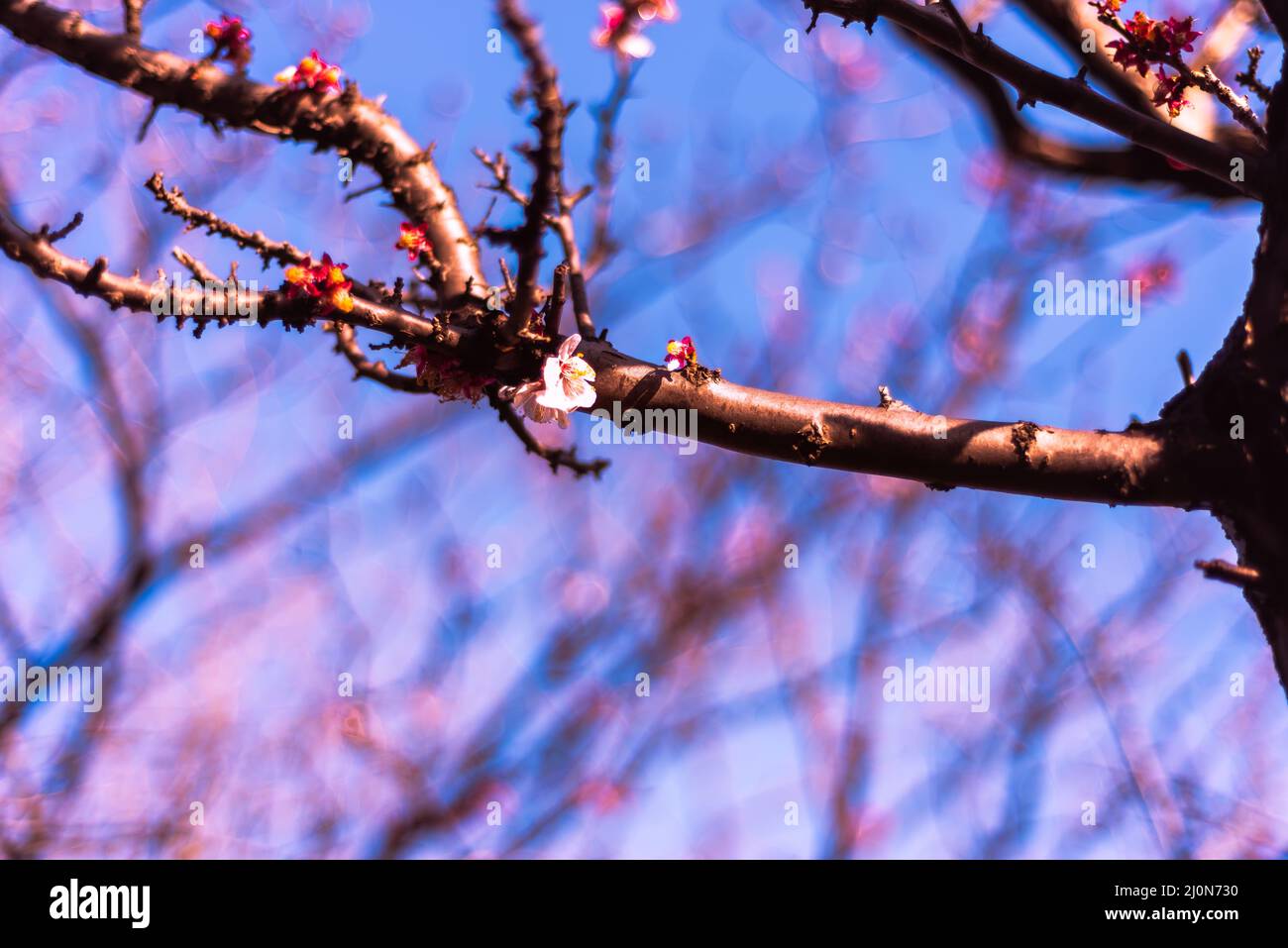 Single Cherry Blossom Blooms in Tokyo Stock Photo - Alamy