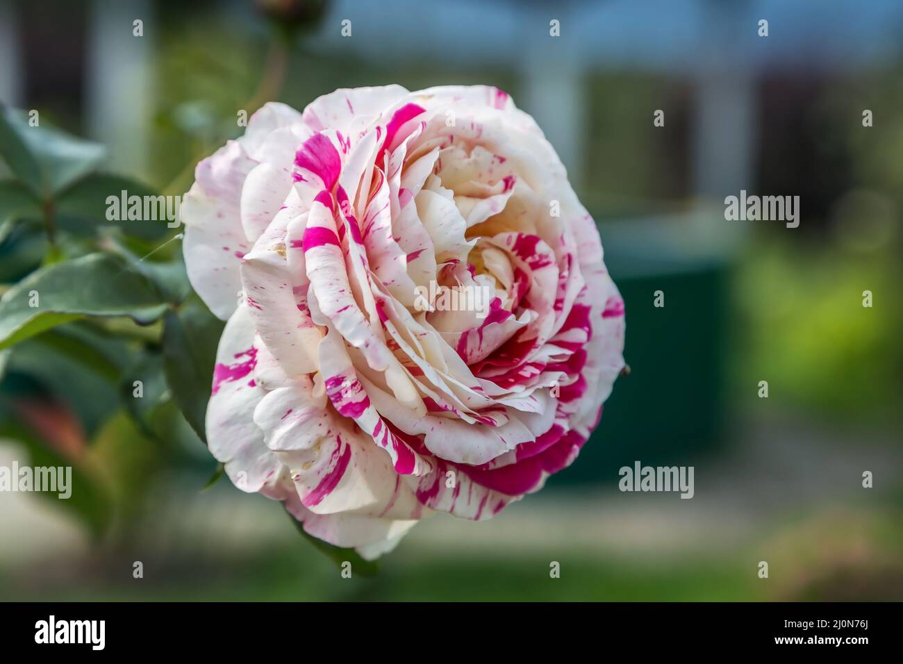 Summer rose hi-res stock photography and images - Alamy