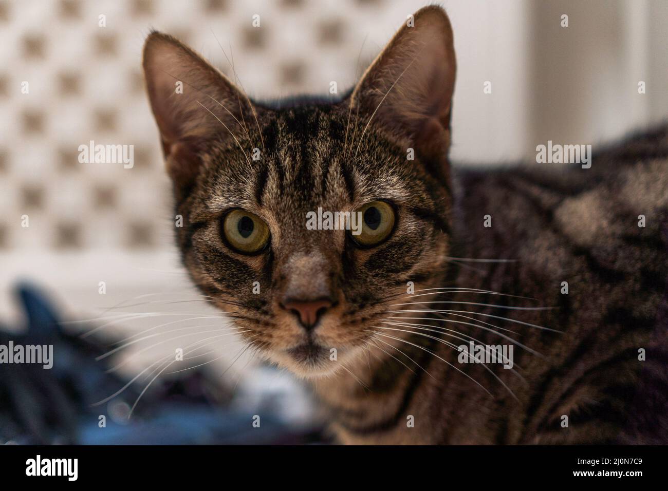 cute portrait of cat Stock Photo - Alamy
