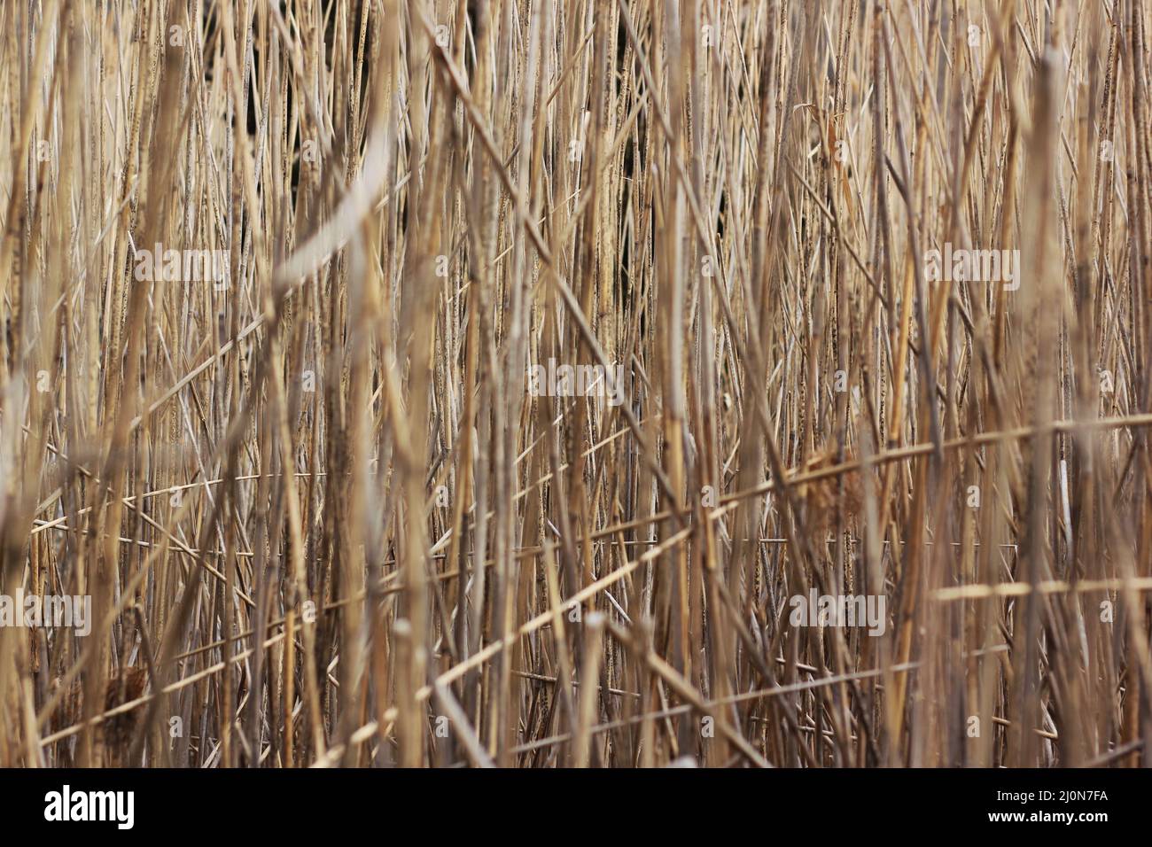 Wild wheat grasses and reeds growing in the fields Stock Photo - Alamy