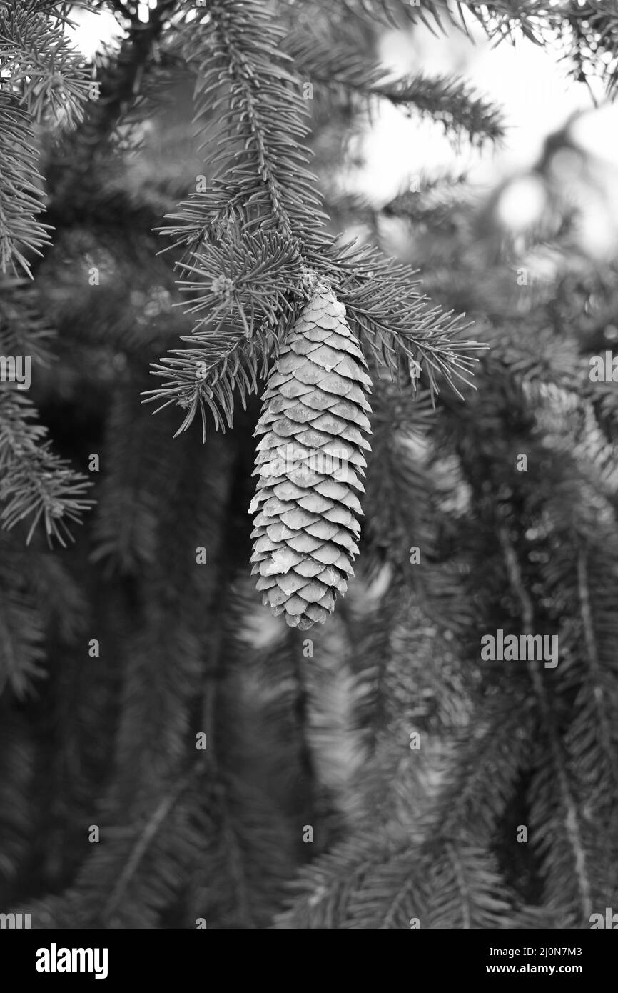 Growing spruce Black and White Stock Photos & Images - Alamy