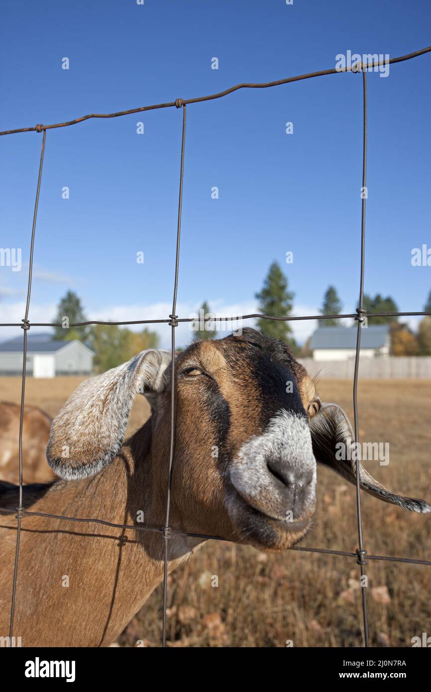 Nubian goat kid hi-res stock photography and images - Alamy
