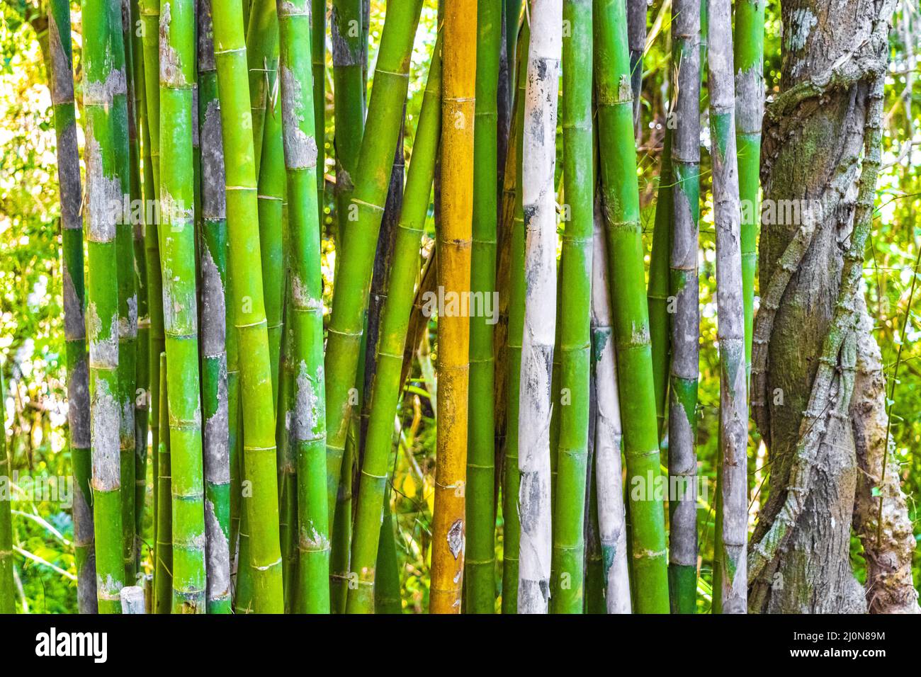 Green yellow bamboo trees tropical forest of Luang Prabang Laos Stock ...