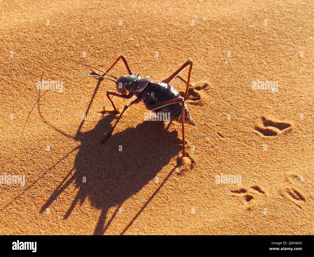 Closeup shot of an ant with red legs walking in the sands of Namib ...