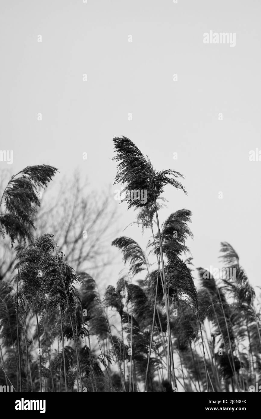 Grasses tranquility Black and White Stock Photos & Images - Alamy