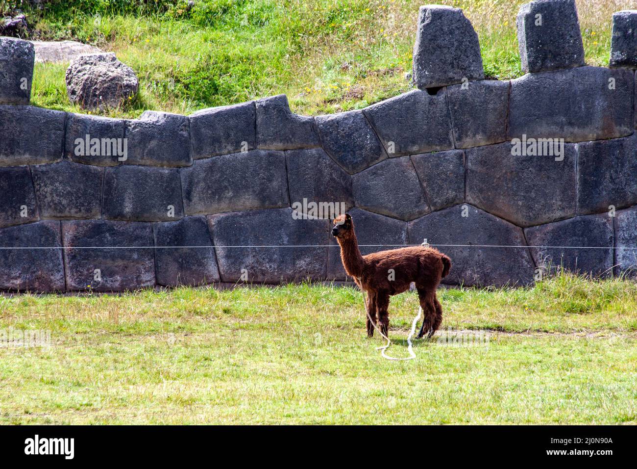 A llamas in Saqsaywaman Inca archaeological site with large stone walls ...