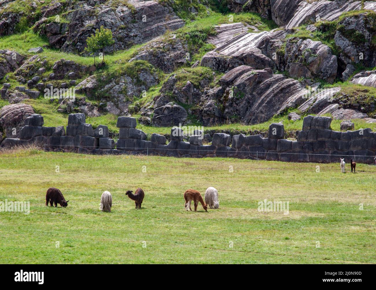 Llamas at Saqsaywaman Inca archaeological site with large stone walls ...