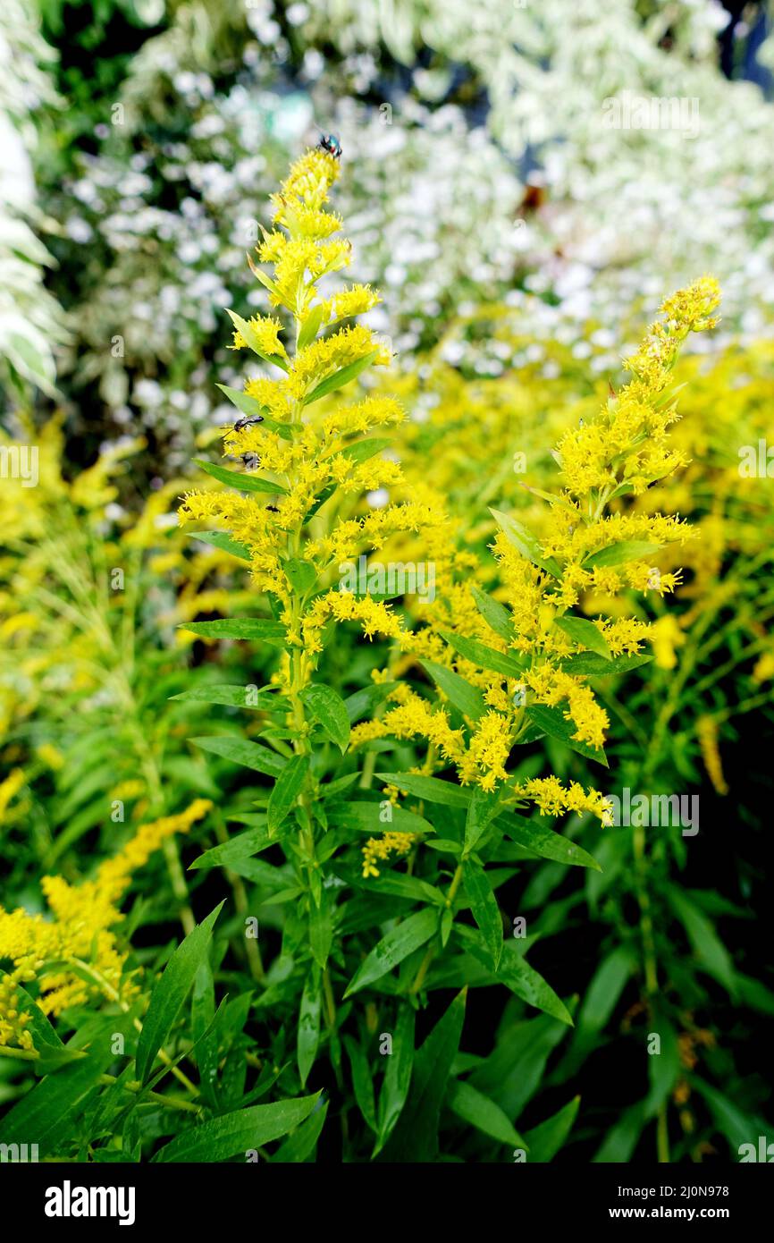 Tall goldenrod, giant goldenrod solidago gigantea Stock Photo - Alamy