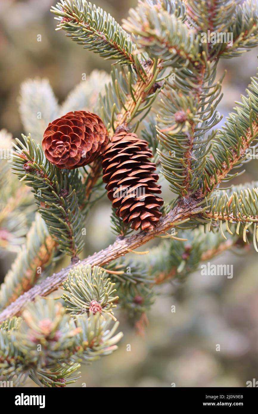 Beautiful pine cones growing on the fir tree Stock Photo - Alamy