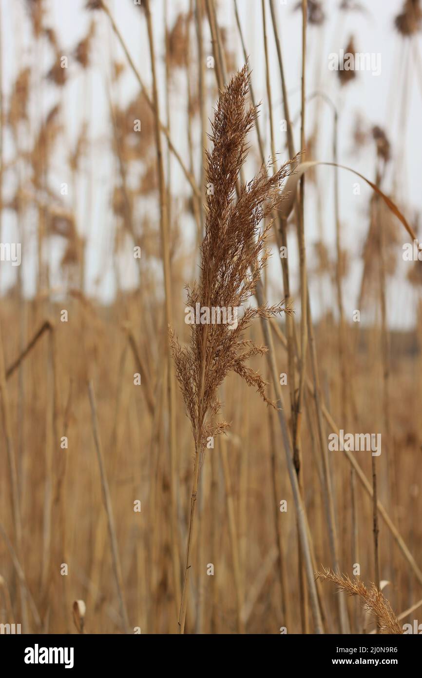 Wild wheat grasses and reeds growing in the fields Stock Photo - Alamy