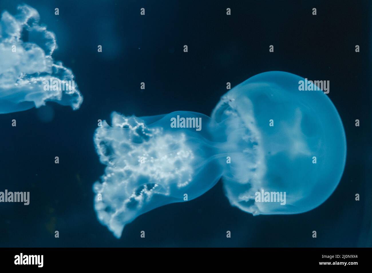 Jellyfish floating in ocean Stock Photo - Alamy