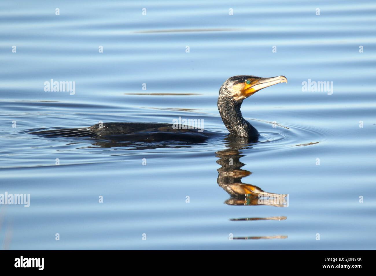 Beautiful shot cormorant swimming hi-res stock photography and images ...