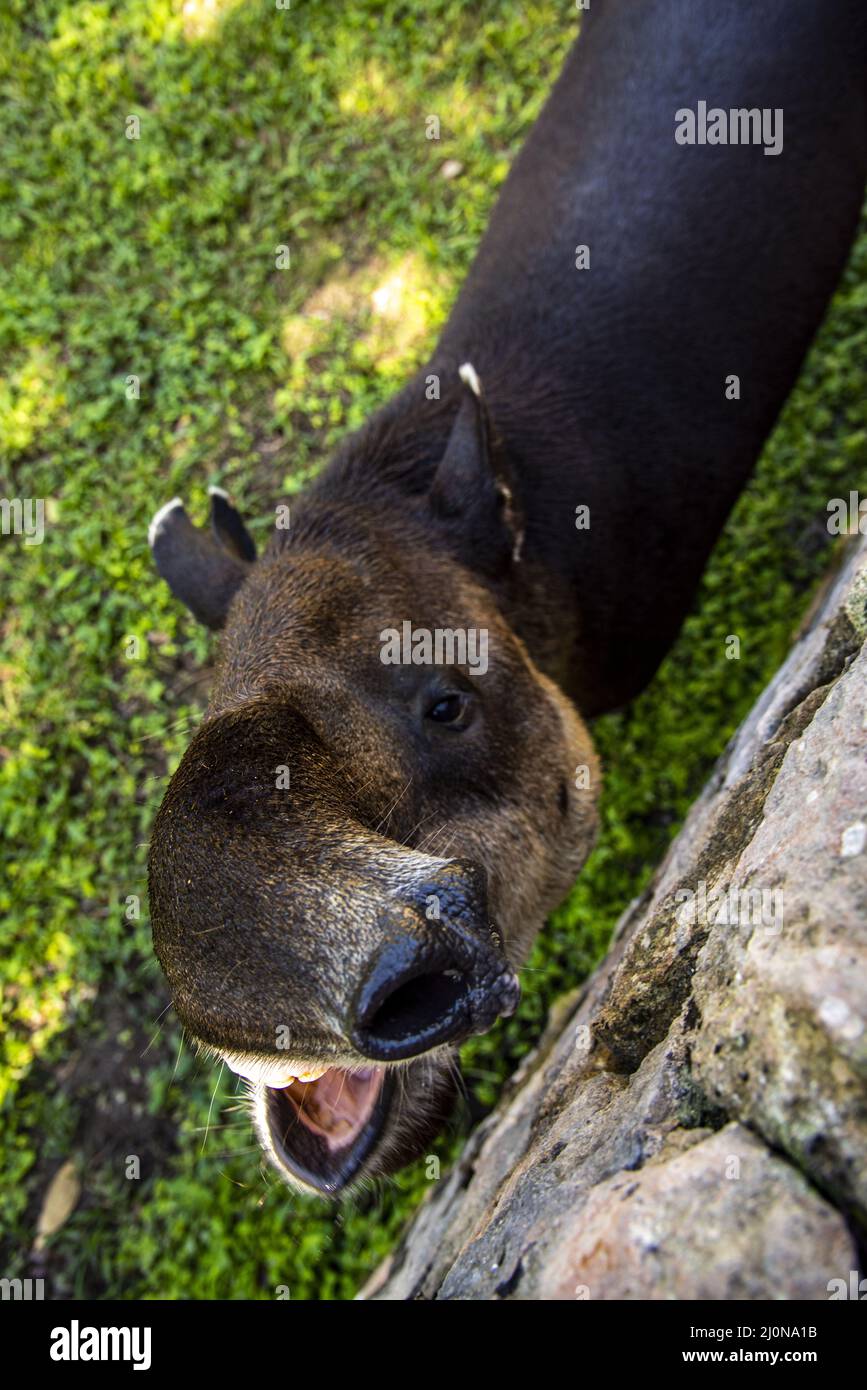 Smiling tapir hi-res stock photography and images - Alamy