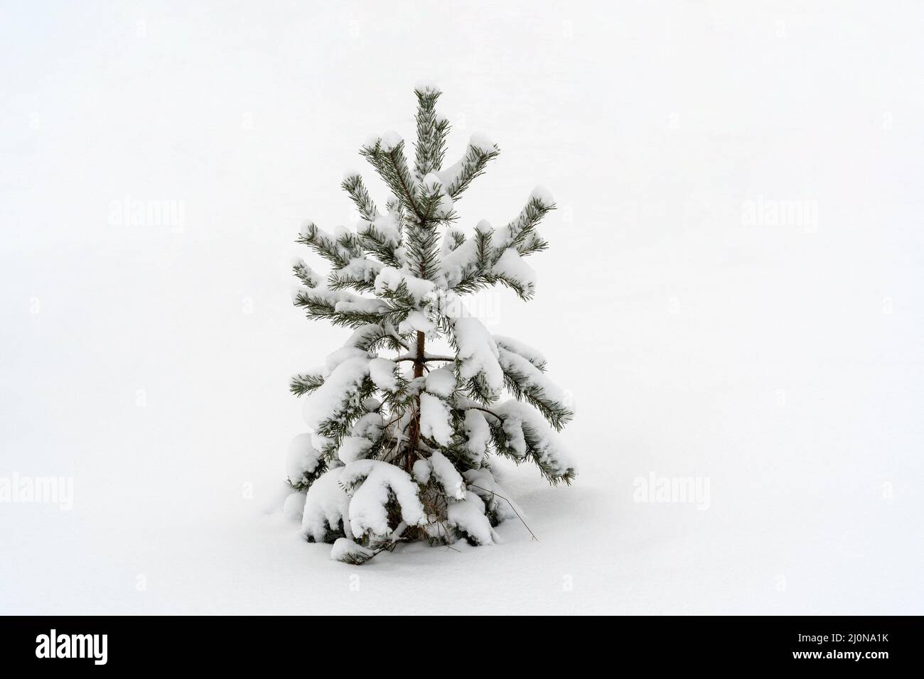 Small pine tree in a snow Stock Photo - Alamy