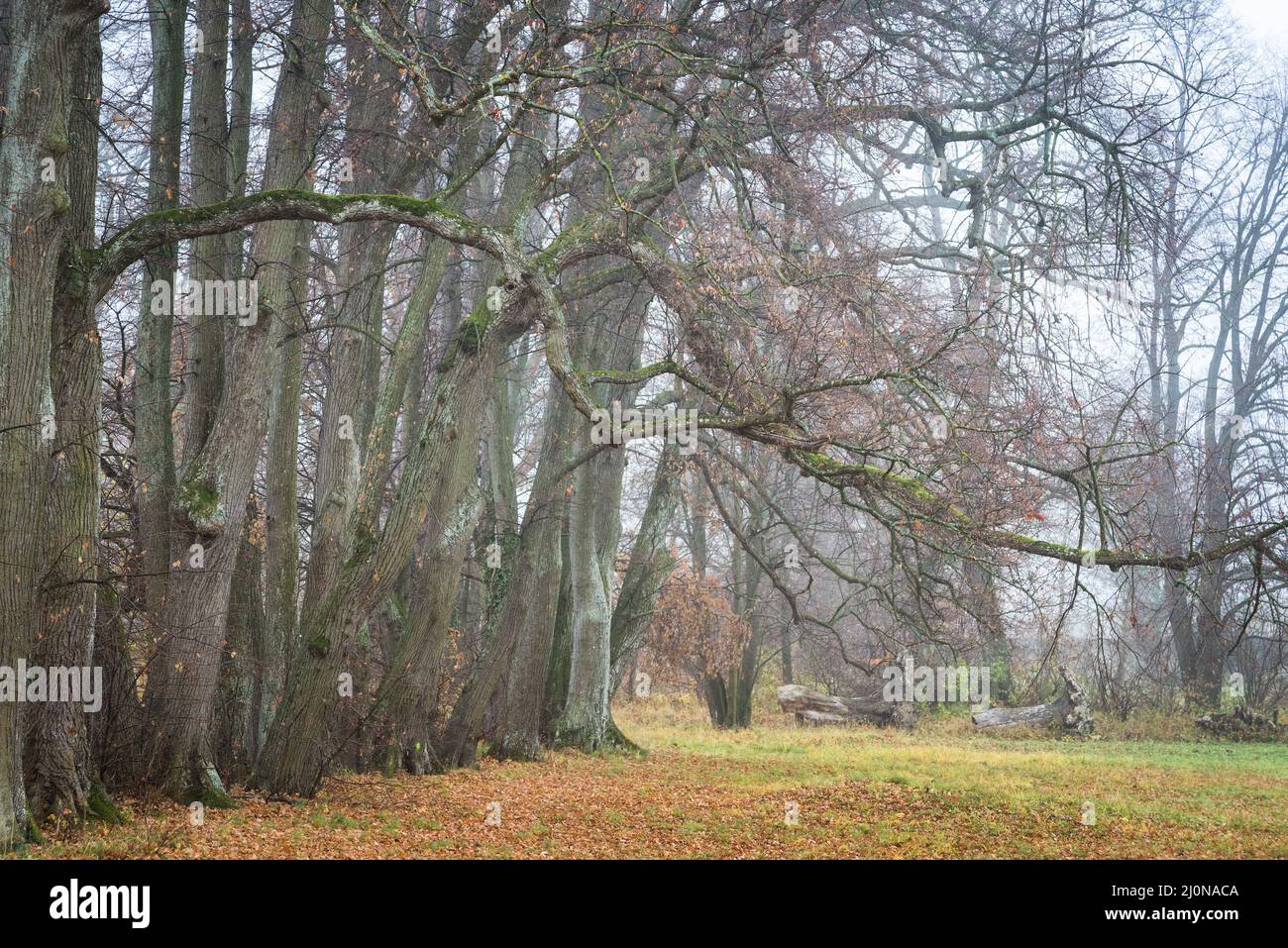 Dark forest with twisted mysterious tree and fog Stock Photo - Alamy