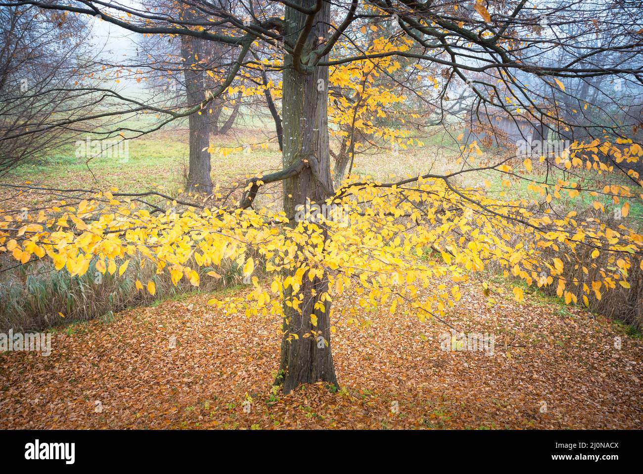 Yellow leaves of autumn hi-res stock photography and images - Alamy