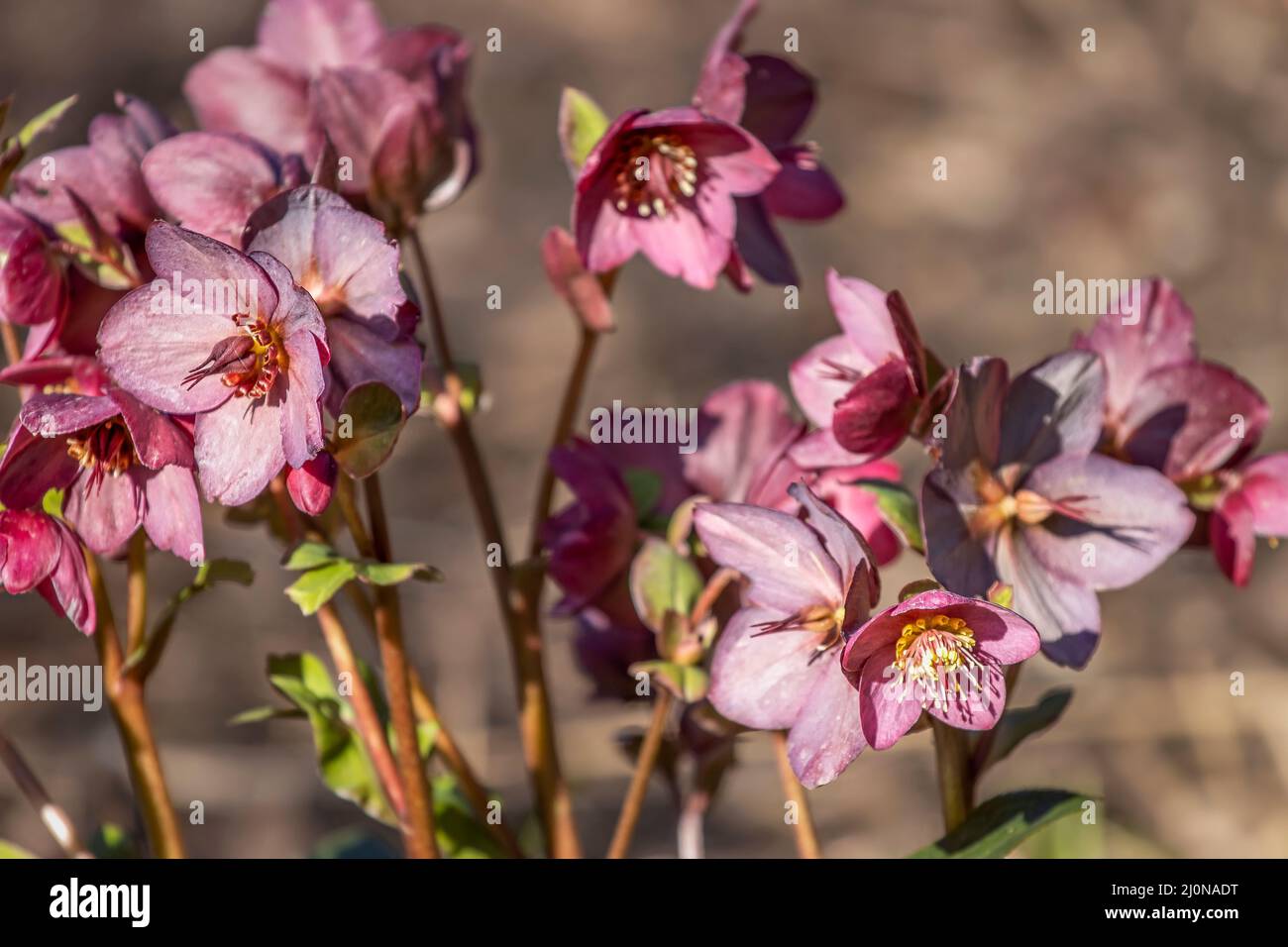Hellebore flowers in arboretum, springtime outdoor scene Stock Photo ...